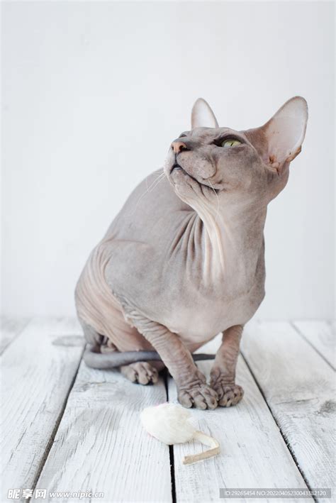 猫 摄影图 家禽家畜 生物世界 摄影图库 昵图网