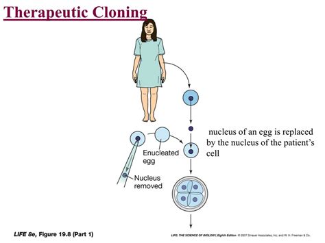 Ppt Stem Cells Powerpoint Presentation Free Download Id300242