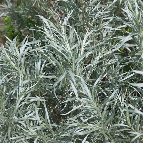 Artemisia Cana Cold Hardy Silver Sagebrush