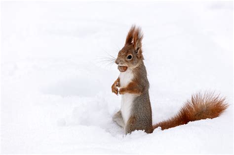 젊은 솜털 붉은 다람쥐는 눈에 비용이 많이 들고 입안에 너트를 가지고 있습니다 갈고리 발톱에 대한 스톡 사진 및 기타 이미지