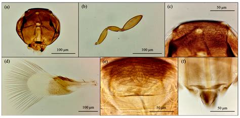 The Parasitoid Complex Of Aleurothrixus Floccosus Hemiptera