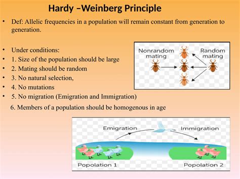 Hardy Weinberg Principle 12 Th Class Ppt Presentation Ppt