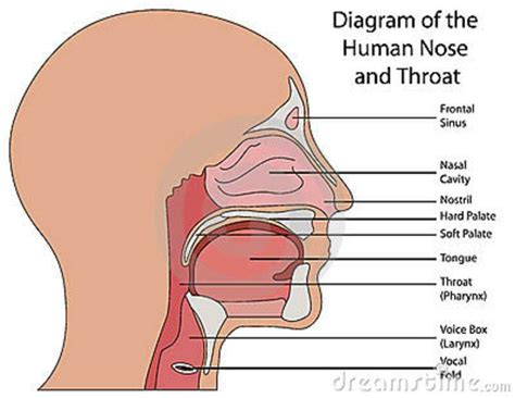 Anatomy And Function Of The Nose And Throat A Visual Guide