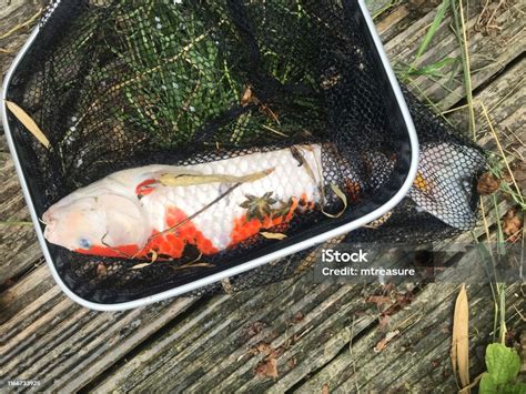 큰 죽은 잉어 잉어 물고기의 이미지는 낚시 그물에 물 밖으로 때문에 가난한 수질 오염 기생충 먹이 아가미 빨강 흰색 Sanke 잉어 잉어를 검사하기 위해 밖으로 물고기 비늘