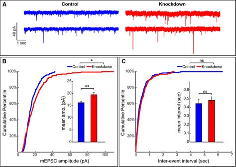 Knockdown Of Iii Spectrin Increases Amplitudes Of Spontaneous Mepscs Download Scientific