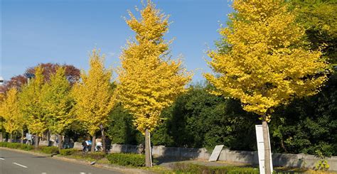 Different Types Of Ginkgo Biloba Tree Varieties Species Cultivars EmbraceGardening