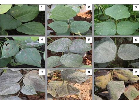 Figure 42 From Pyramiding Cercospora Leaf Spot And Powdery Mildew Resistance Genes Into King