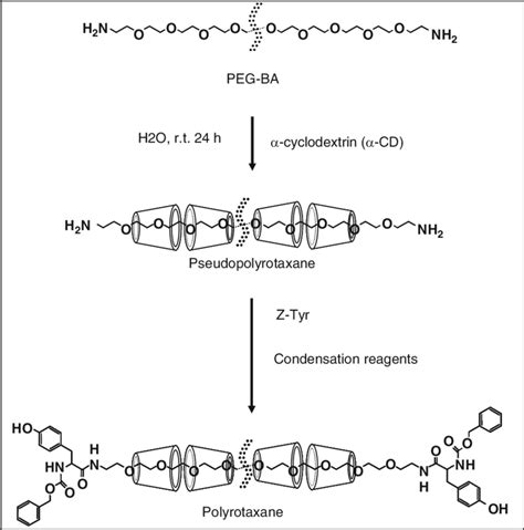 Synthetic Scheme Of Polyrotaxanes In Which α Cds Are Threaded Onto A Download Scientific