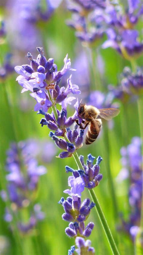 Lavender Wallpaper Ixpap