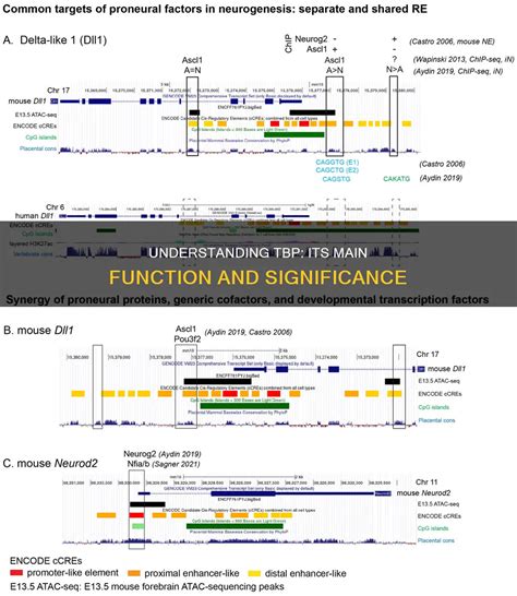 Understanding Tbp Its Main Function And Significance Medshun