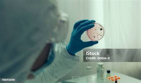 실험실에서 페트리 접시에서 바이러스를 검사하는 과학자 콜레라균에 대한 스톡 사진 및 기타 이미지 콜레라균 유행병 박테리아
