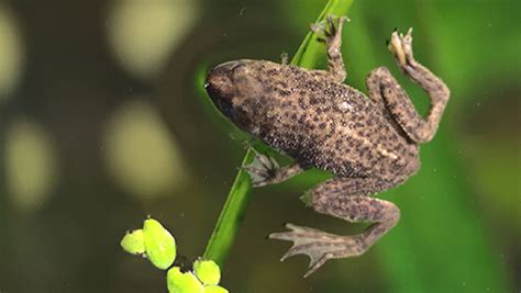 African Dwarf Frog Smart Pets Lover