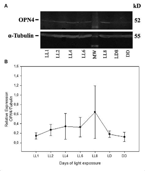 Analysis Of Western Blot Of Opn4 Protein Expression In Retina Of Download Scientific Diagram