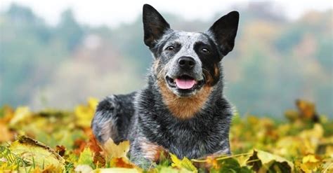 Australian Shepherd Blue Heeler Mix