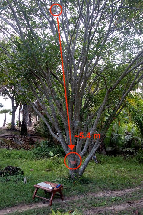 Tree Area Network TAN A Private Network For Trees And Humans The Digital Naturalism Conference