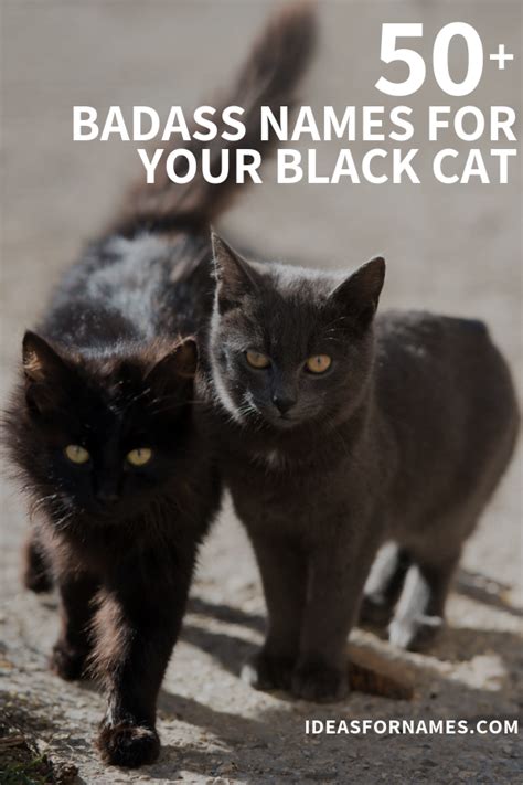 250 Best Black Cat Names That Are Just Plain Brilliant Ideas For Names