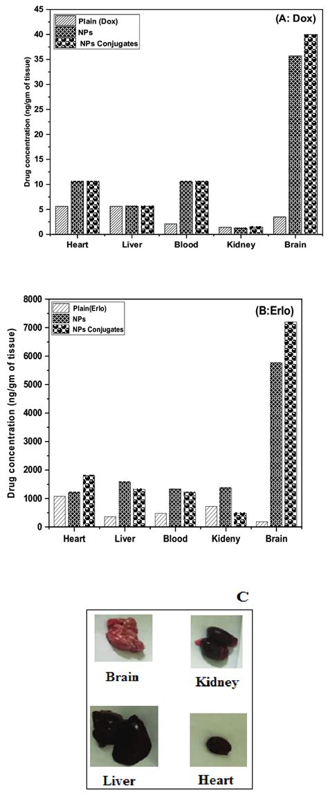 Graph Representing The Biodistribution Of Dox A And Erlo B From Download Scientific Diagram