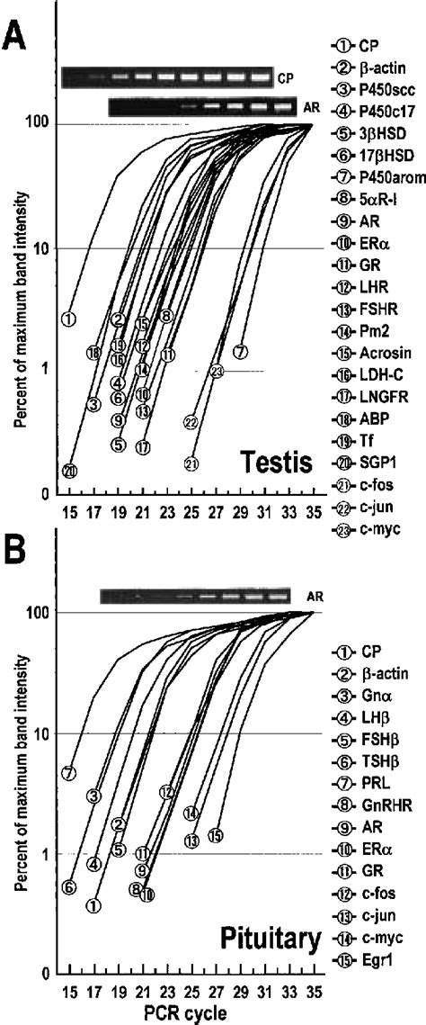 Optimization Of Amplification Cycles For Each Gene In T H E Se M I Q U Download Scientific