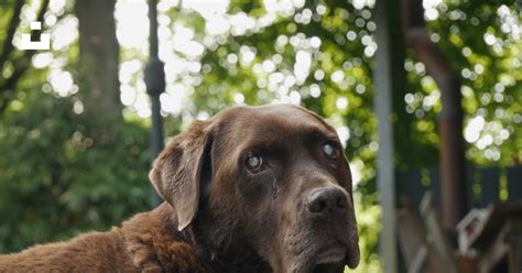 무성한 녹색 들판 위에 앉아있는 큰 갈색 개 사진 Unsplash의 무료 개 녹내장 이미지