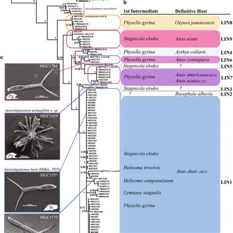 A Bayesian Inference Phylogram Generated From Partial Cox1 Gene