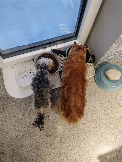 simply simba a little size comparison between simba and