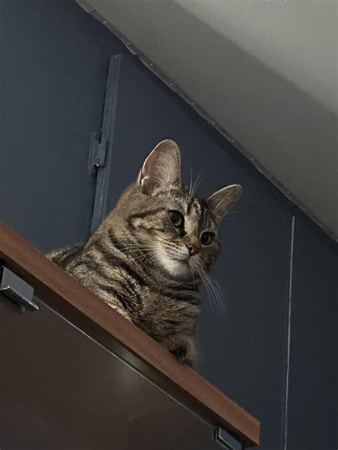 My Catwendy Rrcat
