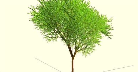 Truly Recursive And Random Tree Not Just Pseudo Recursive By Roman