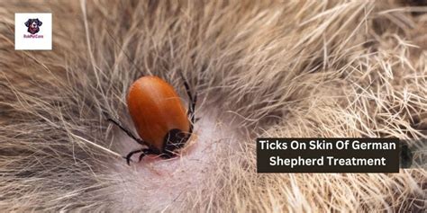 Tick Treatment For German Shepherds A Comprehensive Guide Drarif