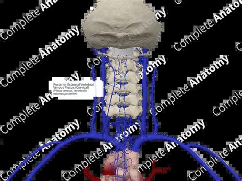 Posterior External Vertebral Venous Plexus Cervical Complete Anatomy