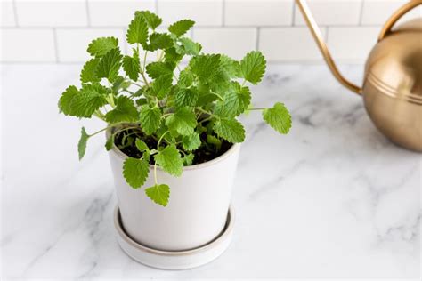Catnip Indoor Plant Care Growing Guide