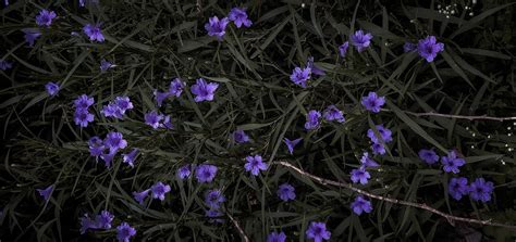 Purple Dark Flower - Free photo on Pixabay - Pixabay