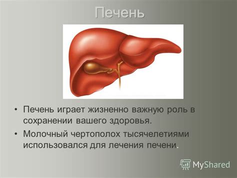Презентация на тему: "Расторопша (молочный чертополох) (лат.Silybum ...