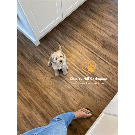 Cockapoo Puppies New England Chesley Hill Cockapoos Cockapoo