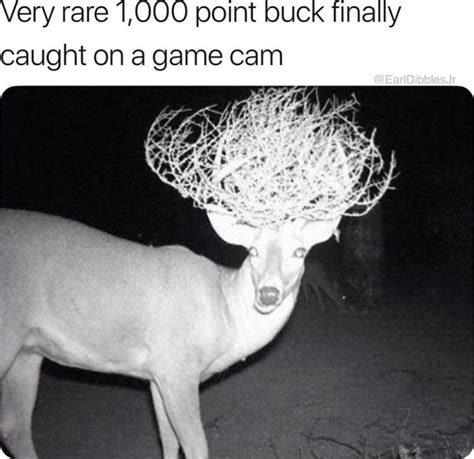 Very Rare 1000 Point Buck Finally Caught On A Game Cam Ifunny Very Rare 1000 Point Buck Finally Caught On A Game Cam Ifunny