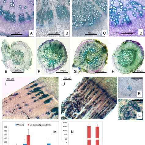 Comparison Of The Anatomical Structure Of Raphanus Raphanistrum A And Download Scientific