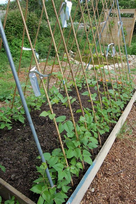 What Are Plug Plants Why Bother And How To Use Them Micro Farm Days