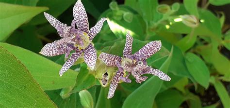 Tricyrtis Toad Lilies 10 Plants Wake Robin Nursery