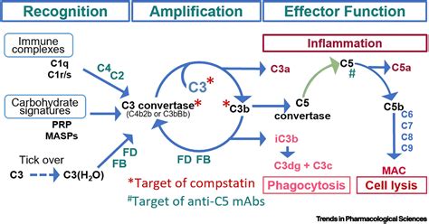 What Are Complement Inhibitors At Ruby Murray Prior Blog