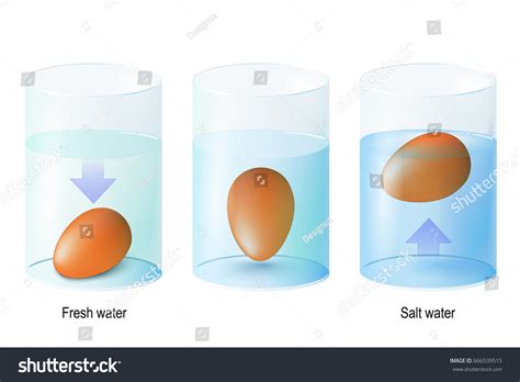 Test Egg Egg Float Science Experiments Stock Illustration 666539515 Shutterstock