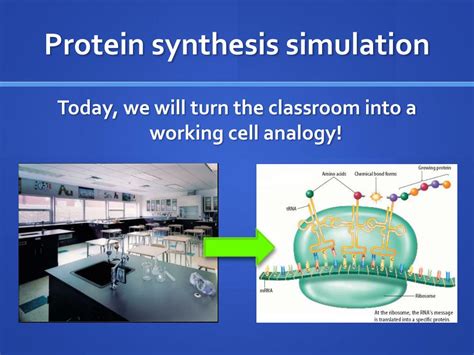 PPT Protein Synthesis Simulation PowerPoint Presentation Free Download ID 2183351