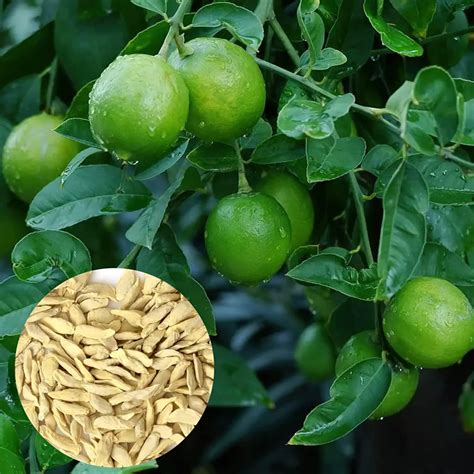 Dwarf Lime Tree Traditional Remedies Store