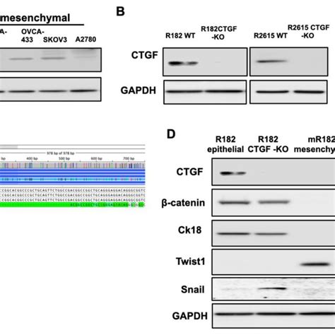 Ctgf Regulates Epithelial And Mesenchymal Markers In Ovarian Cancer Download Scientific Diagram