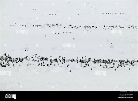 Aerial Of An Emperor Penguins Colony Coulman Island Antarctica Stock