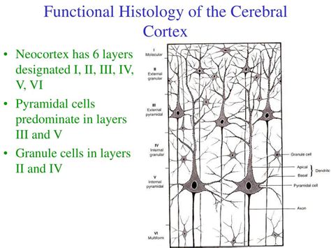 Cerebral Cortex Histology Layers Cerebral Cortex Histology Layers
