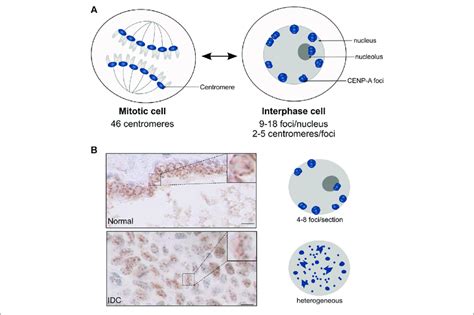 CENP A Localization Patterns In Normal Tissues And Neoplastic Download Scientific Diagram