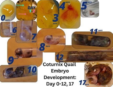 Normal Embryonic Development In Coturnix Quail Eggs Days 0 12 And Day