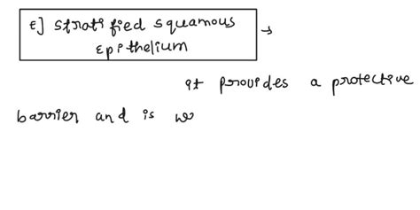 Solved Simple Squamous Epithelium Stratified Squamous Keratinized