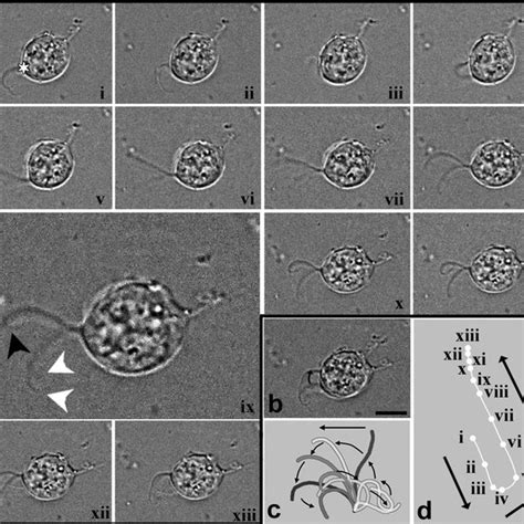 Structure Of Trichomonas Vaginalis A Scanning Electron Microscopy Download Scientific
