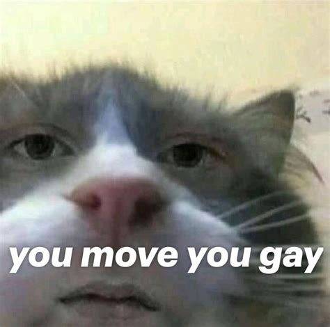 You Move You Gay Awkward Funny Funny Memes Cat Memes