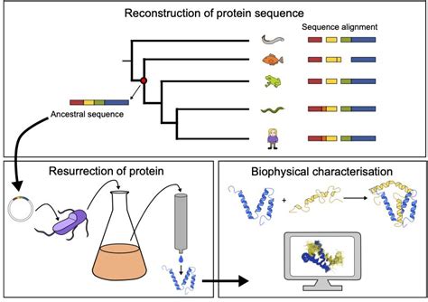Maria Selmer On Linkedin Postdoc In Protein Evolution Per Jemth At Uu Is Recruiting A Postdoc In…